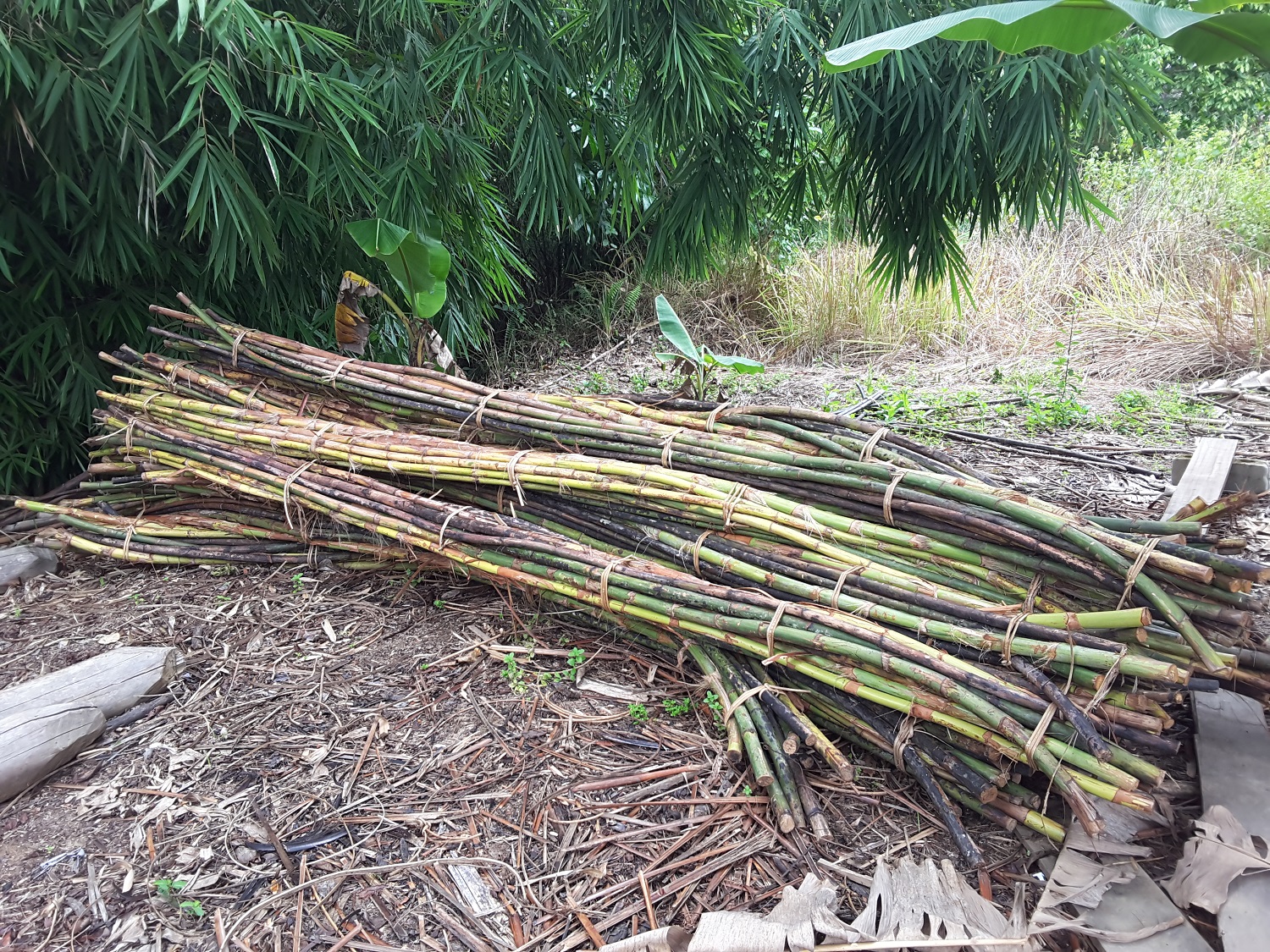 Čo je ratan a odkiaľ pochádza - Ratali.sk